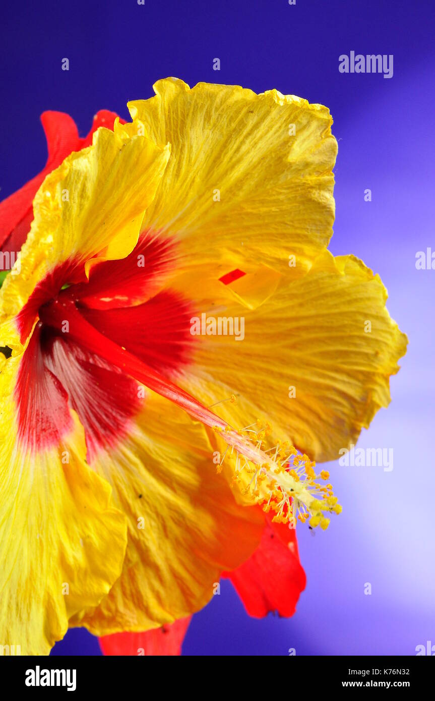 Yellow hibiscus is the Hawaii state flower since 1988 Stock Photo - Alamy