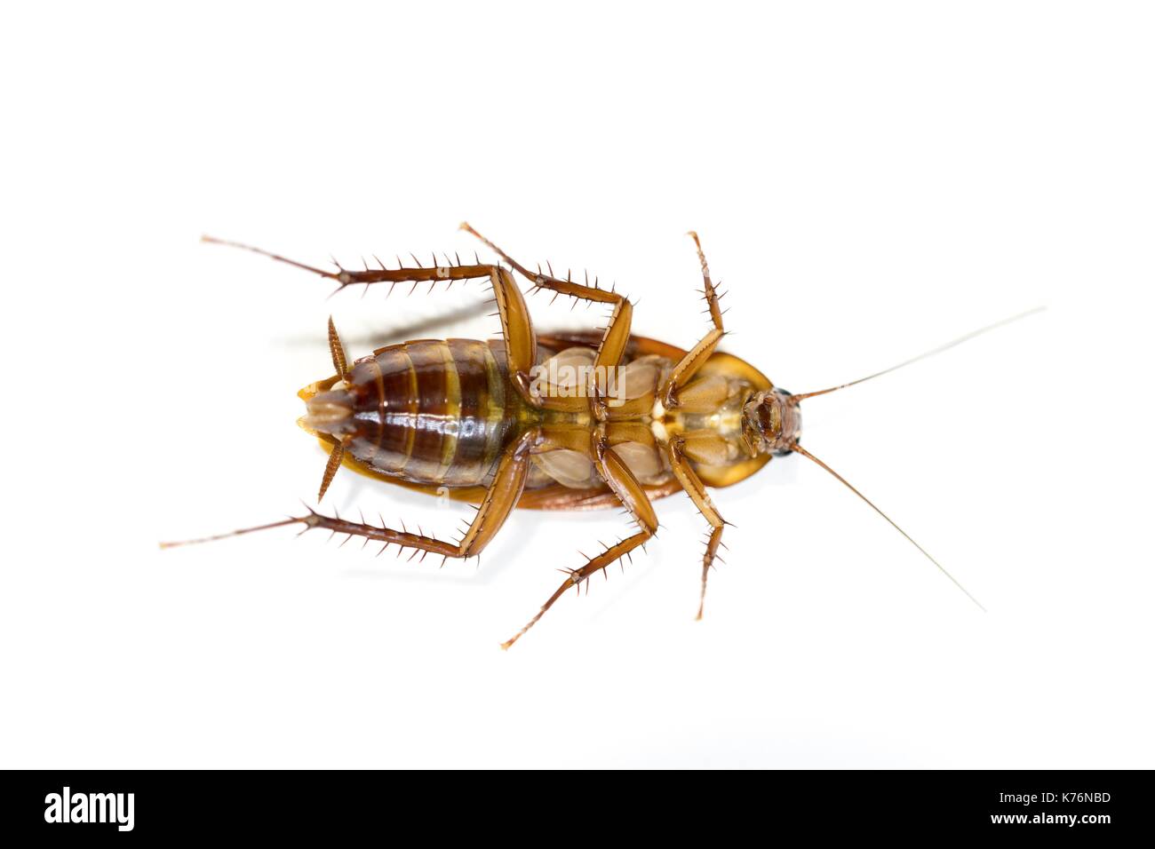 Dead Cockroach isolated on white background Stock Photo - Alamy