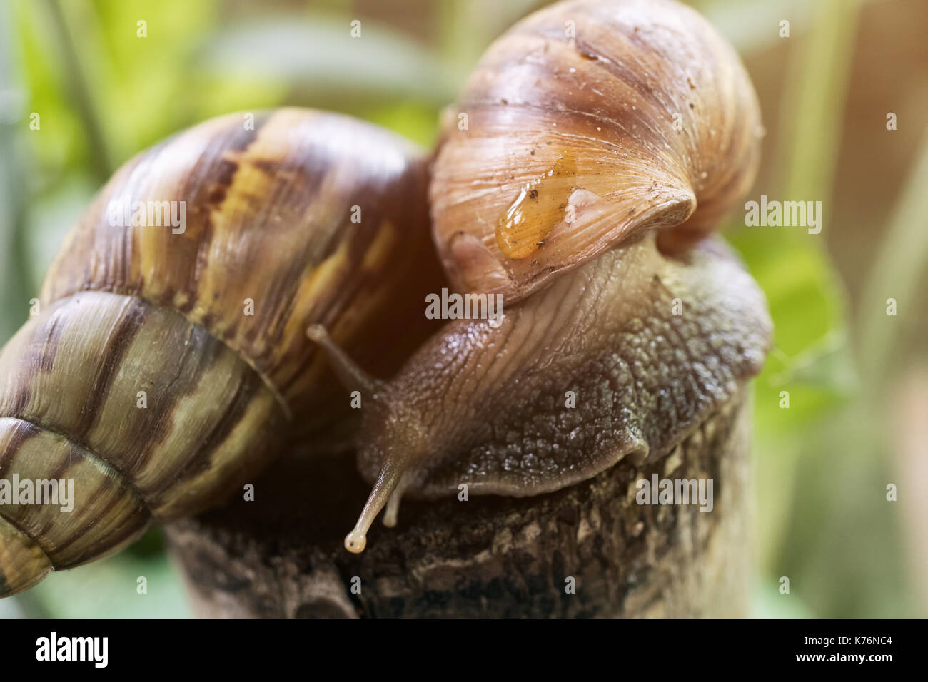 Two snails hi-res stock photography and images - Alamy