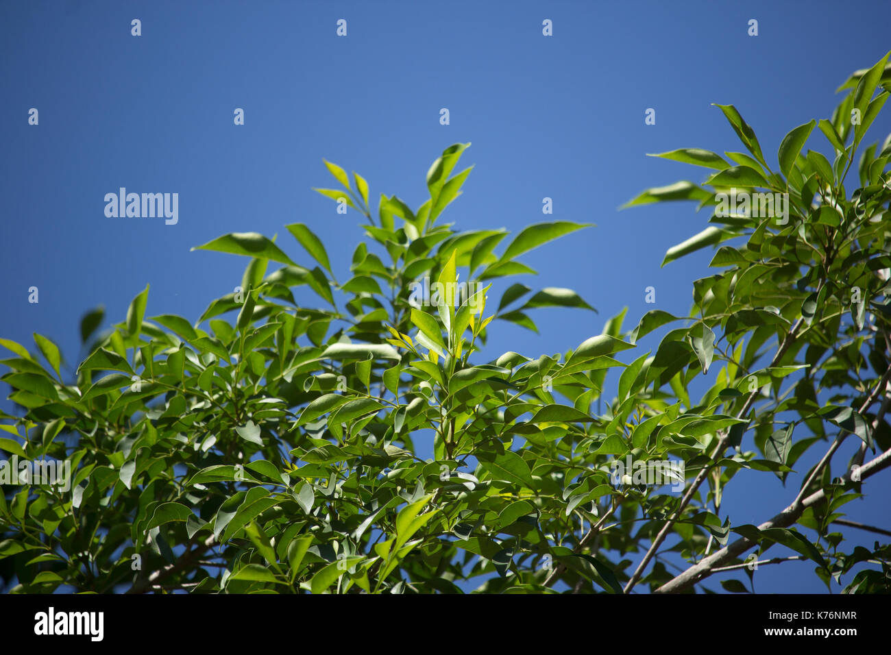 Close up of Green leaf of Fraxinus griffithii tree Stock Photo - Alamy