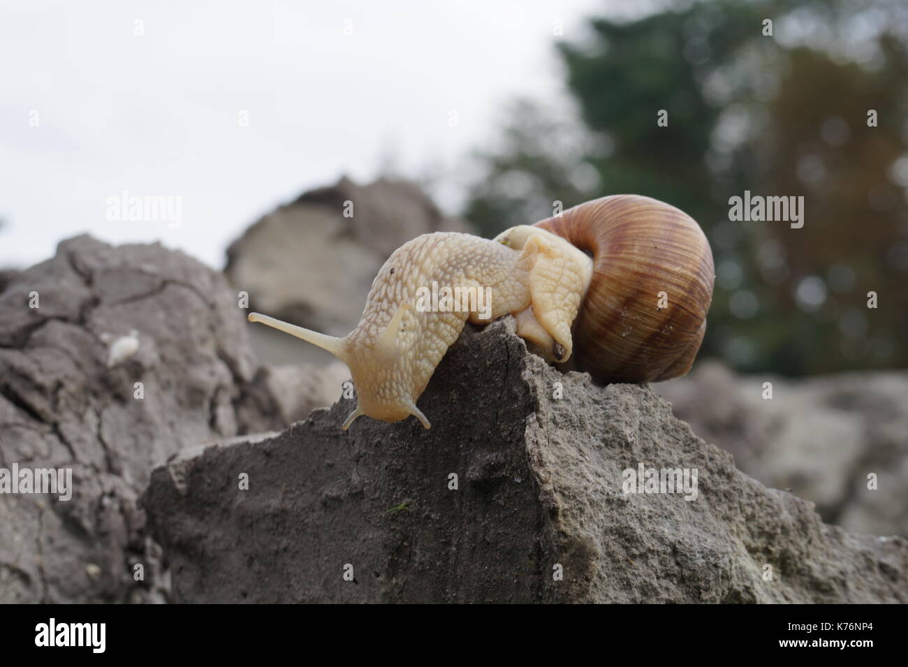 Edible snail Helix pomatia Burgundy snail Escargot Stock Photo - Alamy
