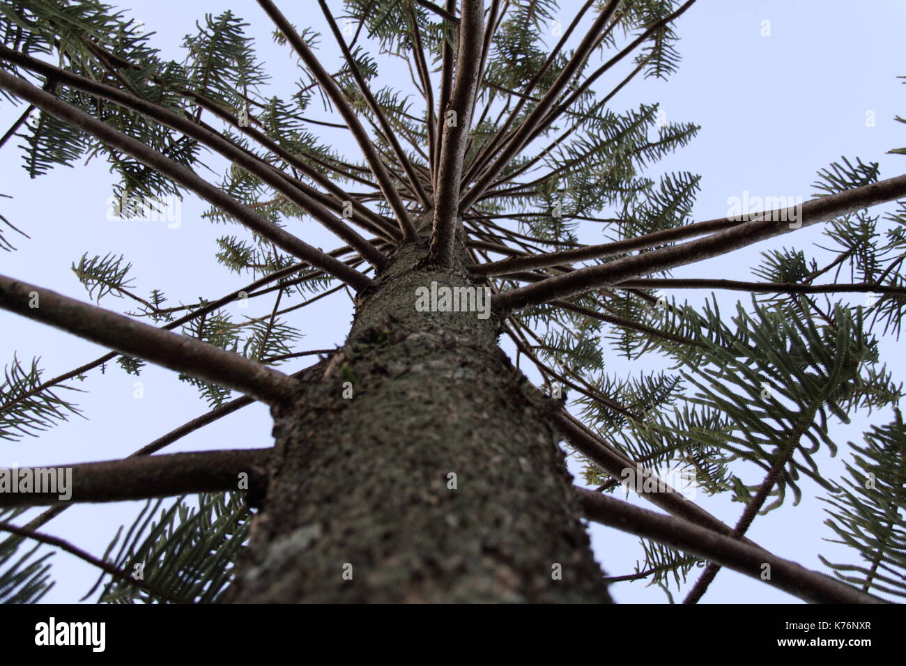 Araucaria heterophylla hi-res stock photography and images - Alamy