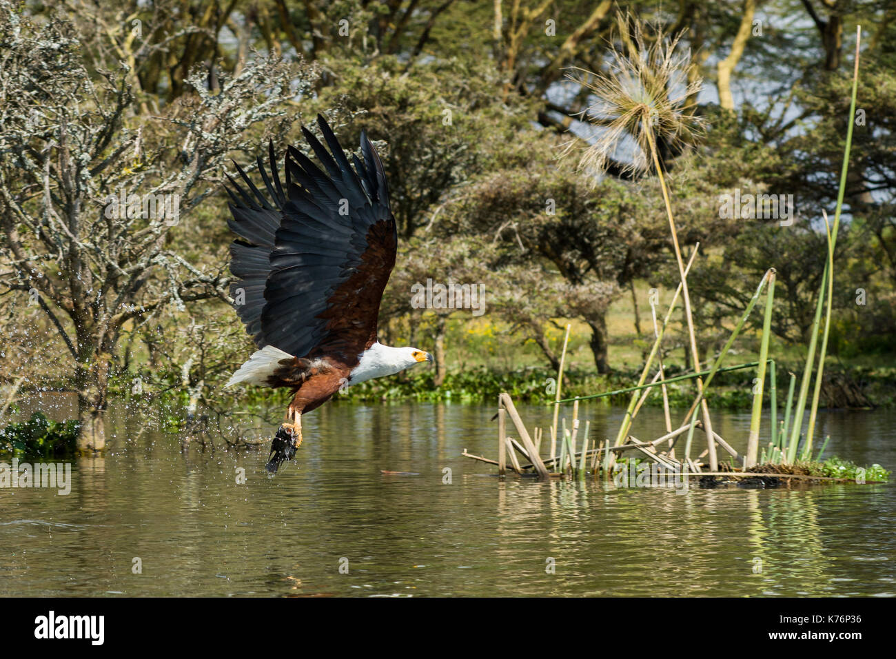 Flying African Fish Eagle High Resolution Stock Photography and Images ...