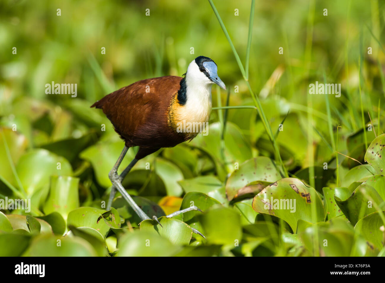 African jacana (Actophilornis africanus) standing in water lilies Stock ...