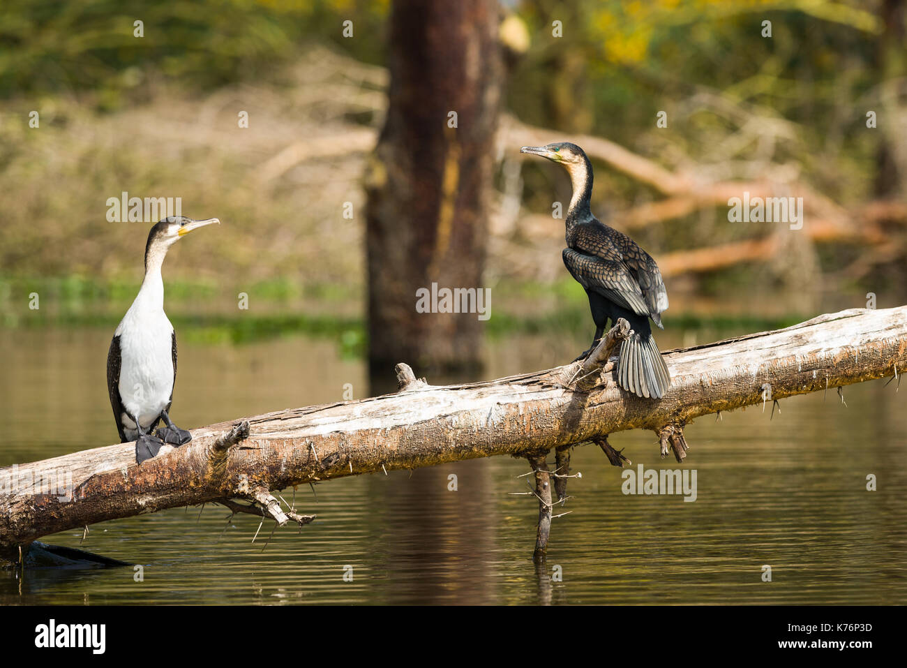 White-breasted cormorant (Phalacrocorax lucidus) on dead tree at Lake ...