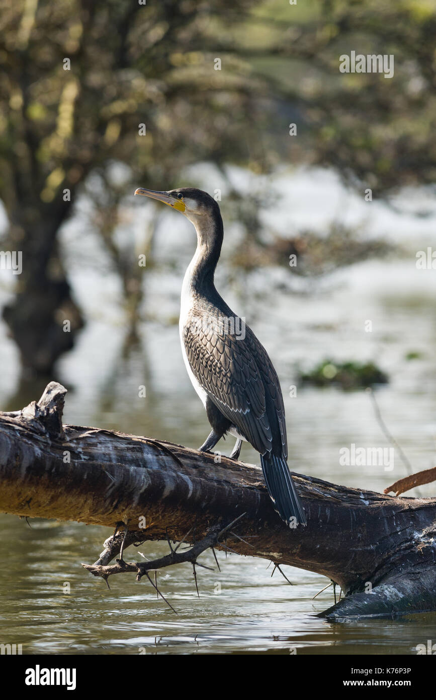 White-breasted cormorant (Phalacrocorax lucidus) perched on dead tree ...