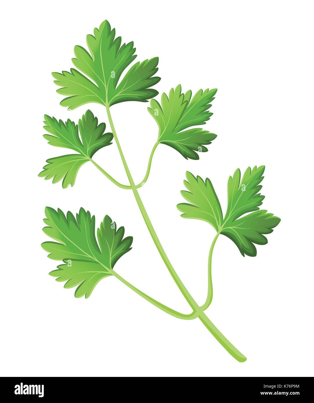 Parsley label hi-res stock photography and images - Alamy