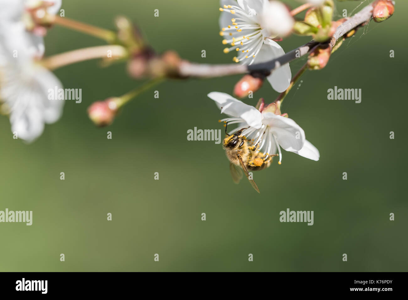 Bee work on white hi-res stock photography and images - Alamy