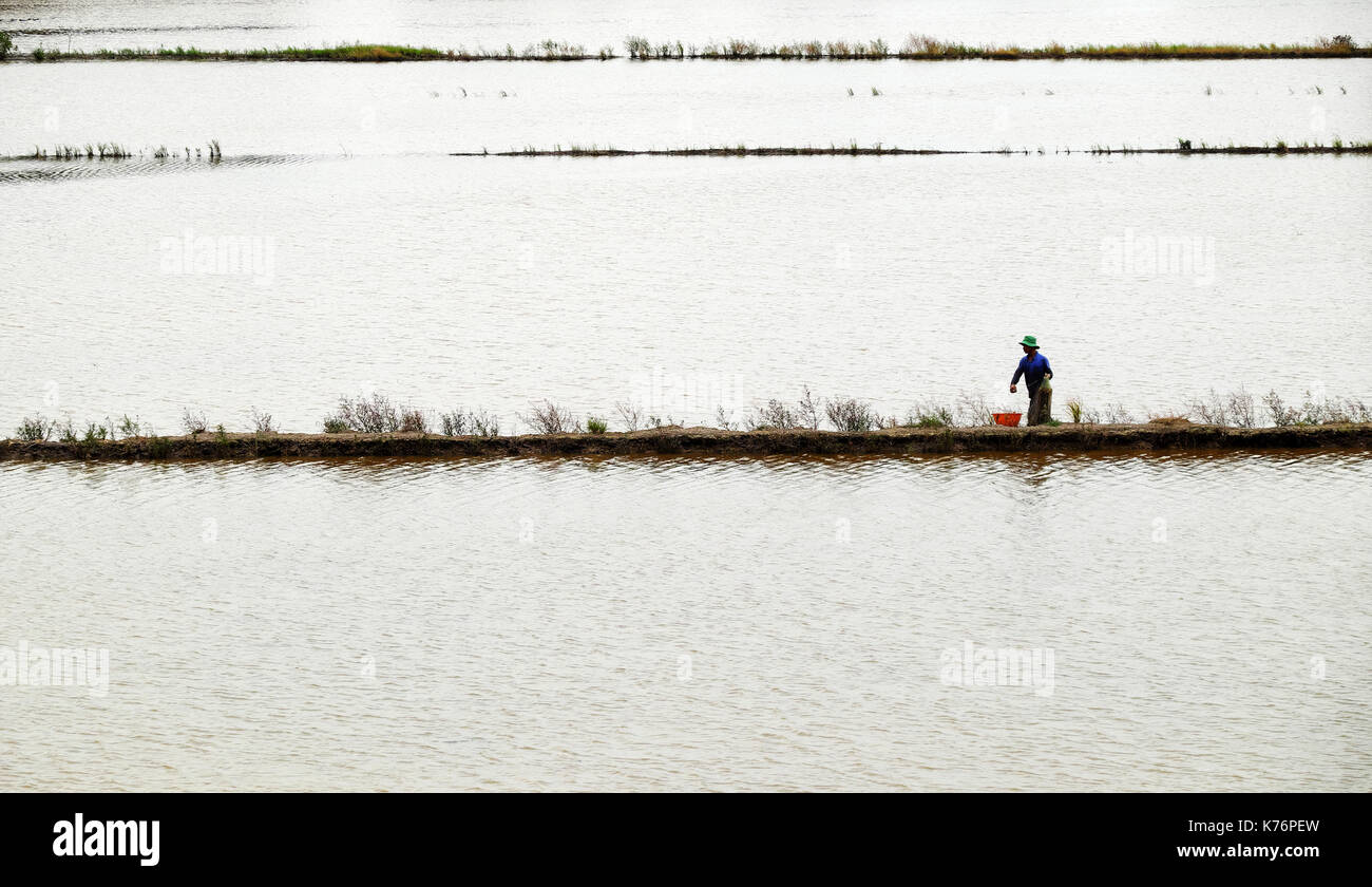 Man catch fish on flooded field when flooding season, farm filled with ...