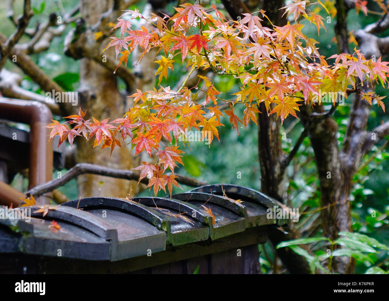 Maple leaves with brick fence at traditional house in Kyoto, Japan ...