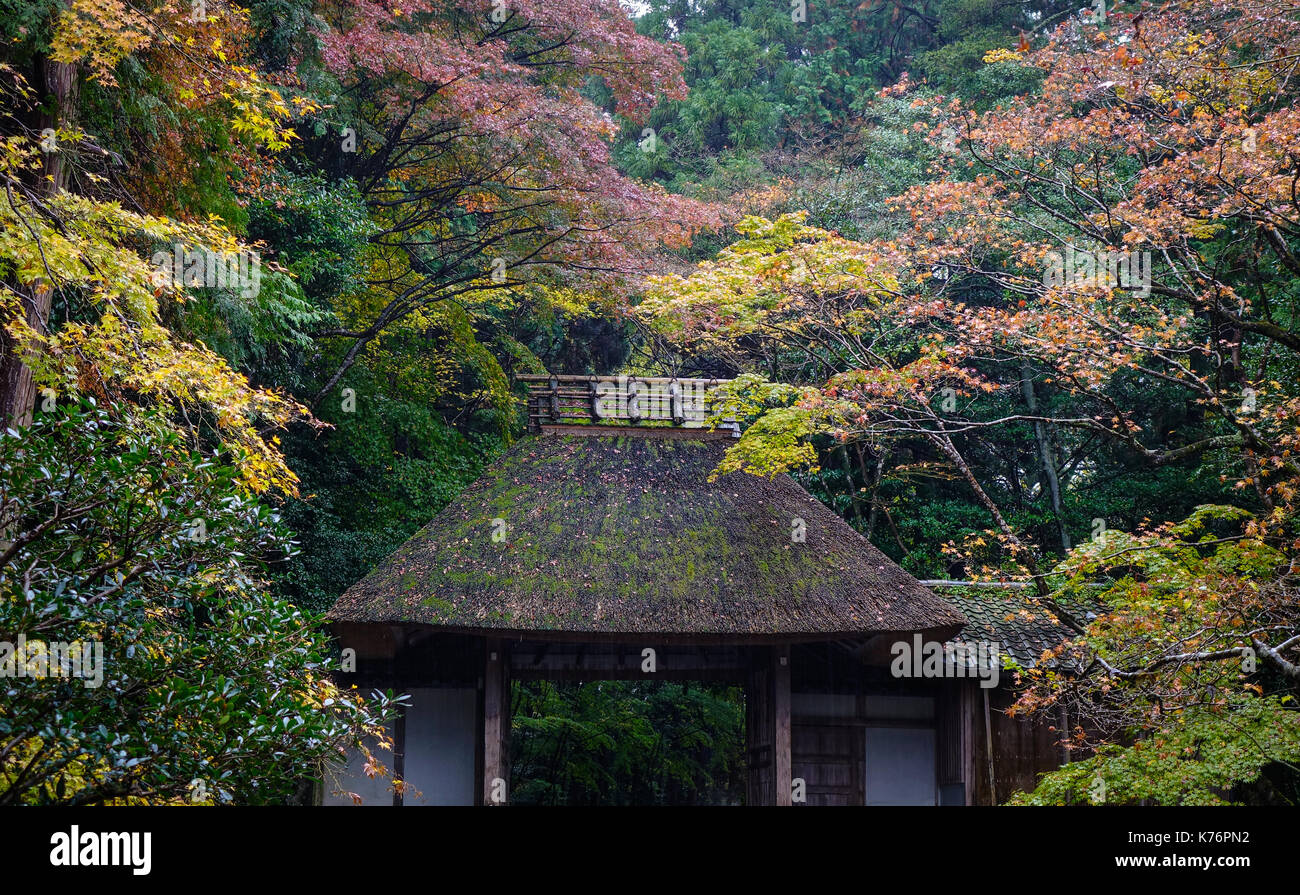 Wooden temple with many maple trees at autumn in Kyoto, Japan Stock ...