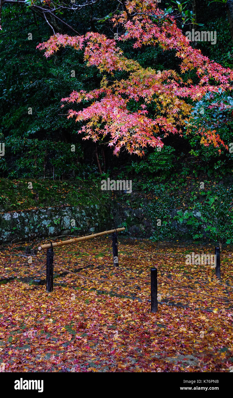Maple trees at the garden of ancient Buddhist temple in Kyoto, Japan ...