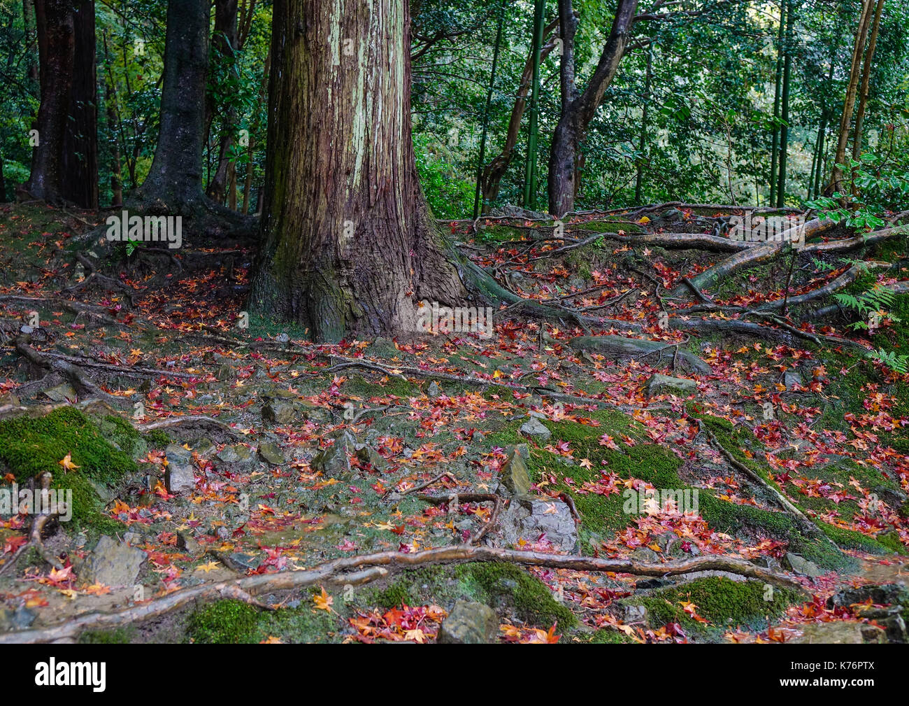 Huge garden in kyoto hi-res stock photography and images - Alamy