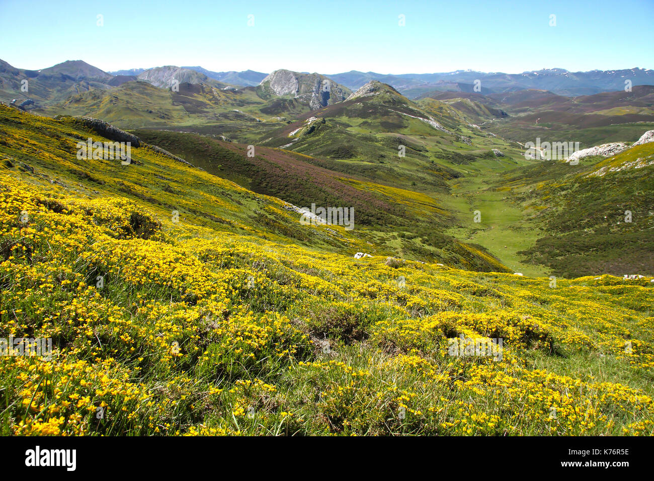 Yellow flowers in the mountains, Asturias. Spain Stock Photo - Alamy