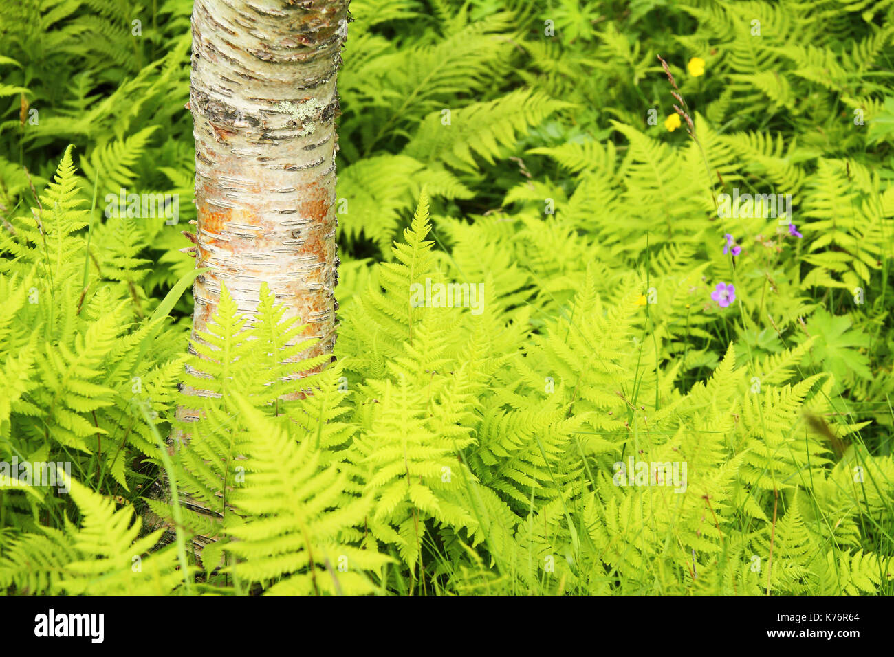 Ferns and birch tree Stock Photo - Alamy