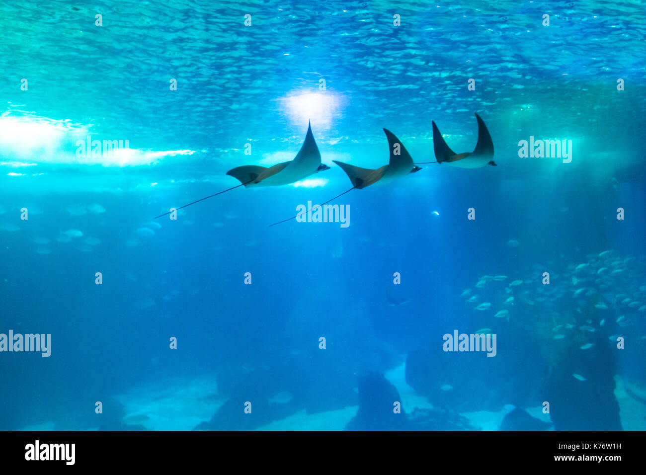 Oceanarium under sea water fishes hi-res stock photography and images ...