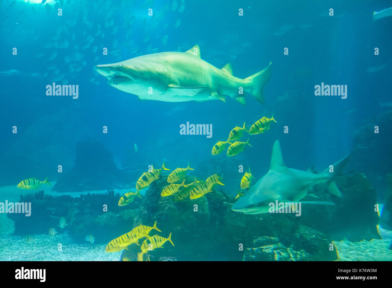 Underwater shark background Stock Photo - Alamy