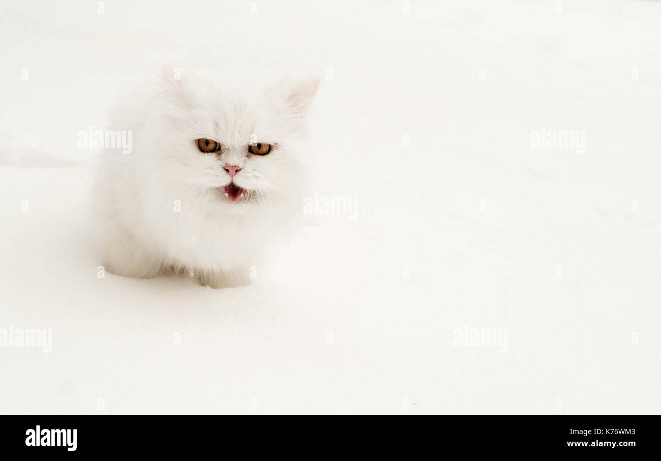 White kitty in snow Stock Photo - Alamy