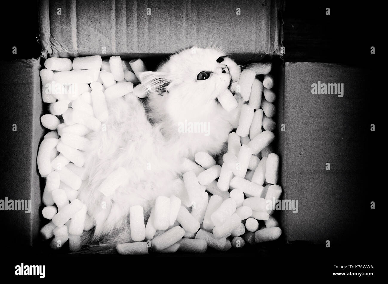 White Kitten In A Box High Resolution Stock Photography and Images - Alamy