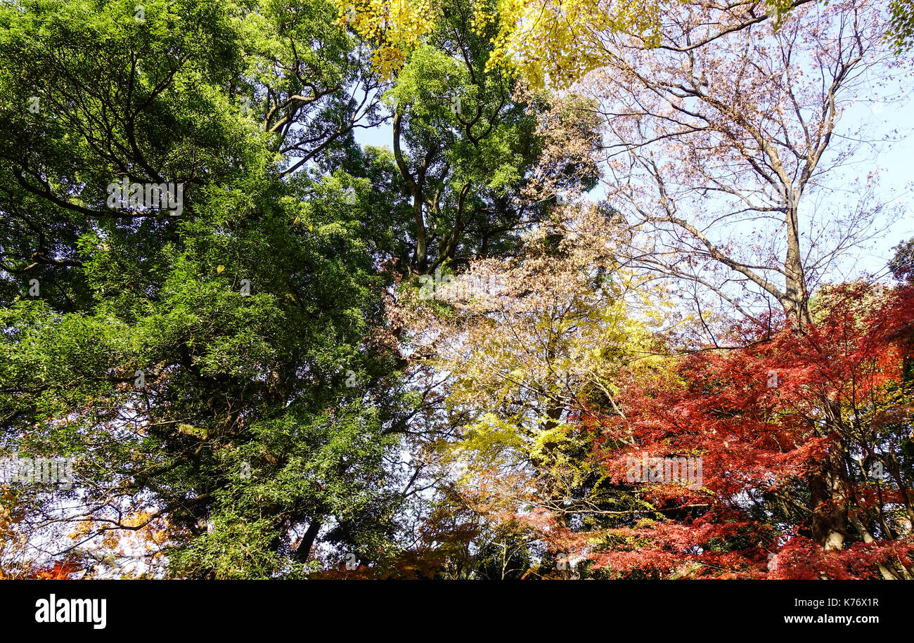 Many trees in Japanese garden at autumn in Tokyo, Japan Stock Photo - Alamy