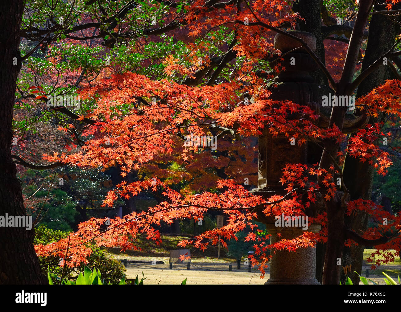 Red maple trees under sun lights at Rikugien gardens in Tokyo, Japan ...