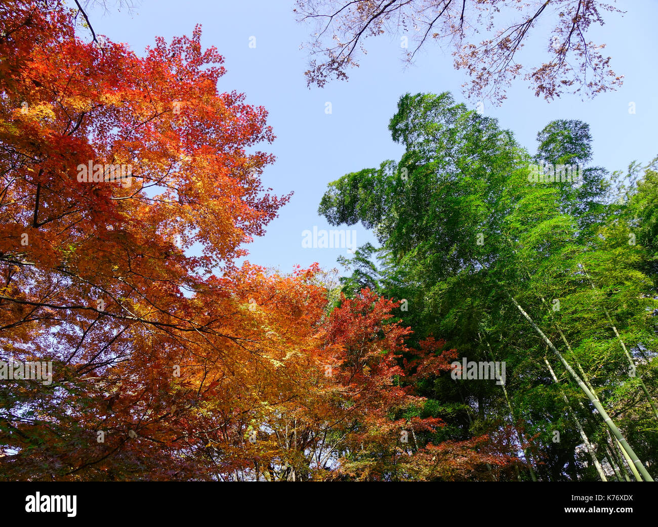 Bamboo trees at Japanese garden in Tokyo, Japan. Tokyo is Japan's ...