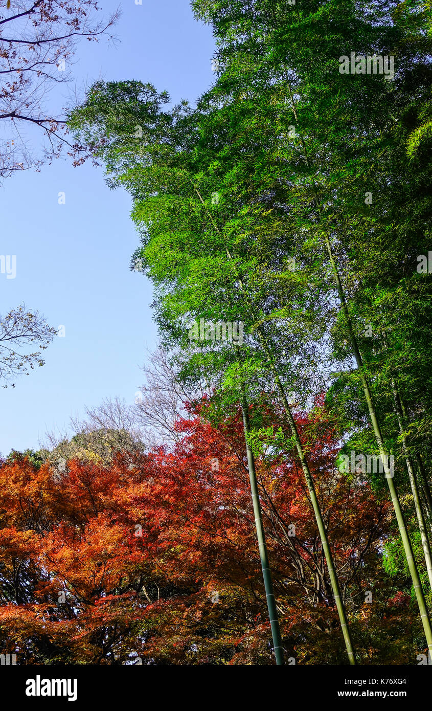 Bamboo trees at Japanese garden in Tokyo, Japan. Tokyo is Japan's ...
