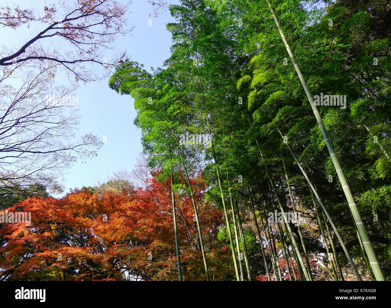 Bamboo trees at the city park in Tokyo, Japan. Tokyo is Japan's capital ...