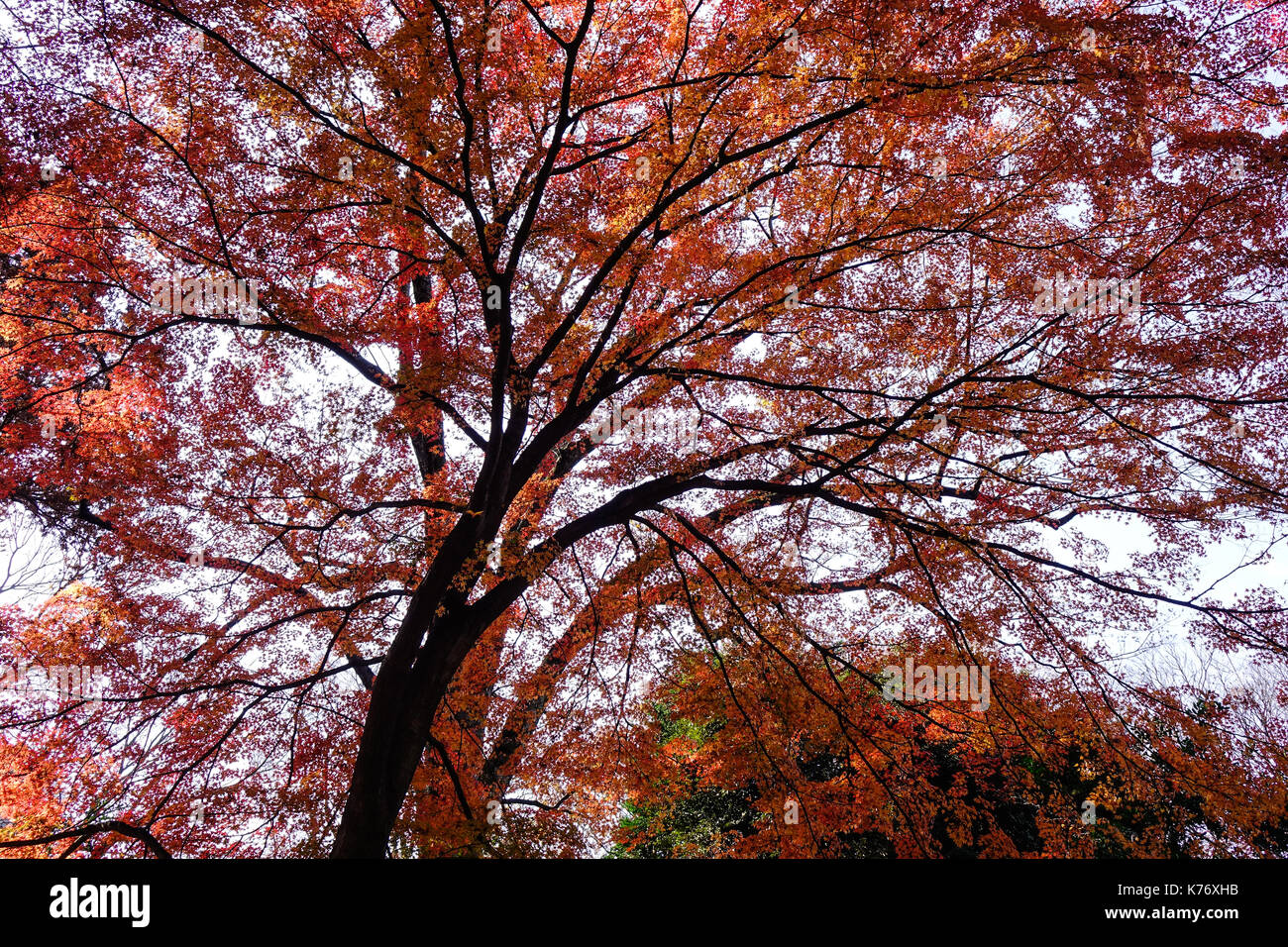Maple trees at Rikugien garden in Tokyo, Japan. Rikugien Garden is a ...