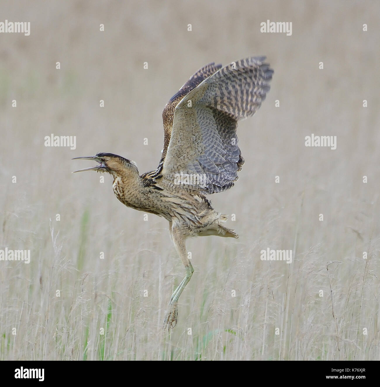 Minsmere nature reserve High Resolution Stock Photography and Images ...