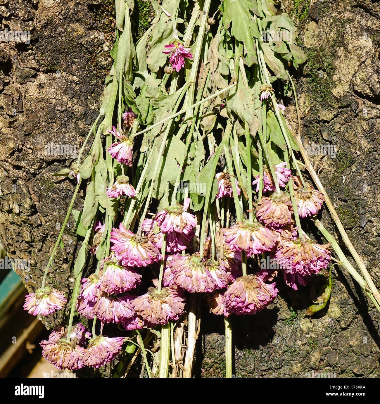 Sun damaged flowers hi-res stock photography and images - Alamy