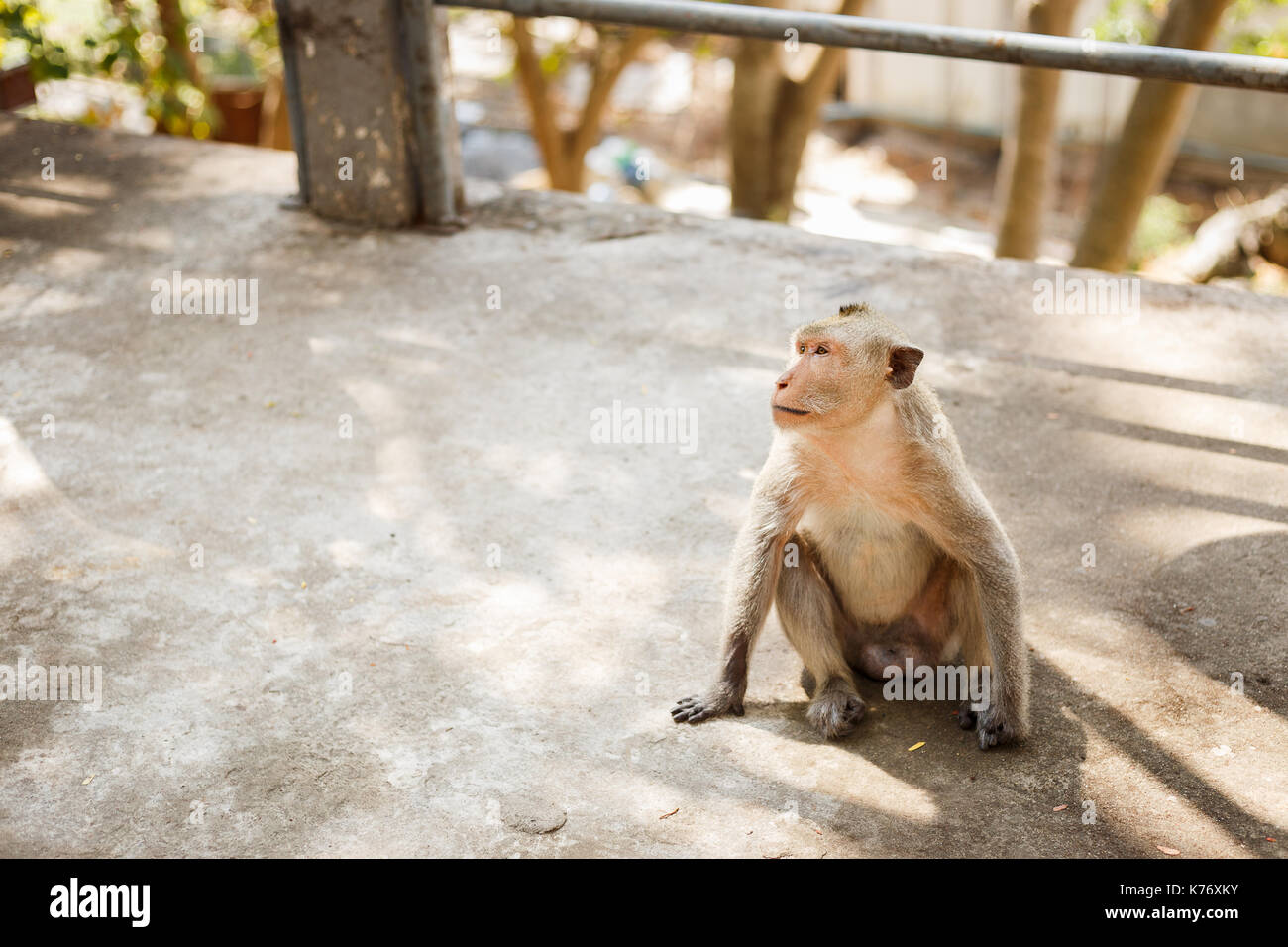 Monkey sitting on concrete hi-res stock photography and images - Alamy