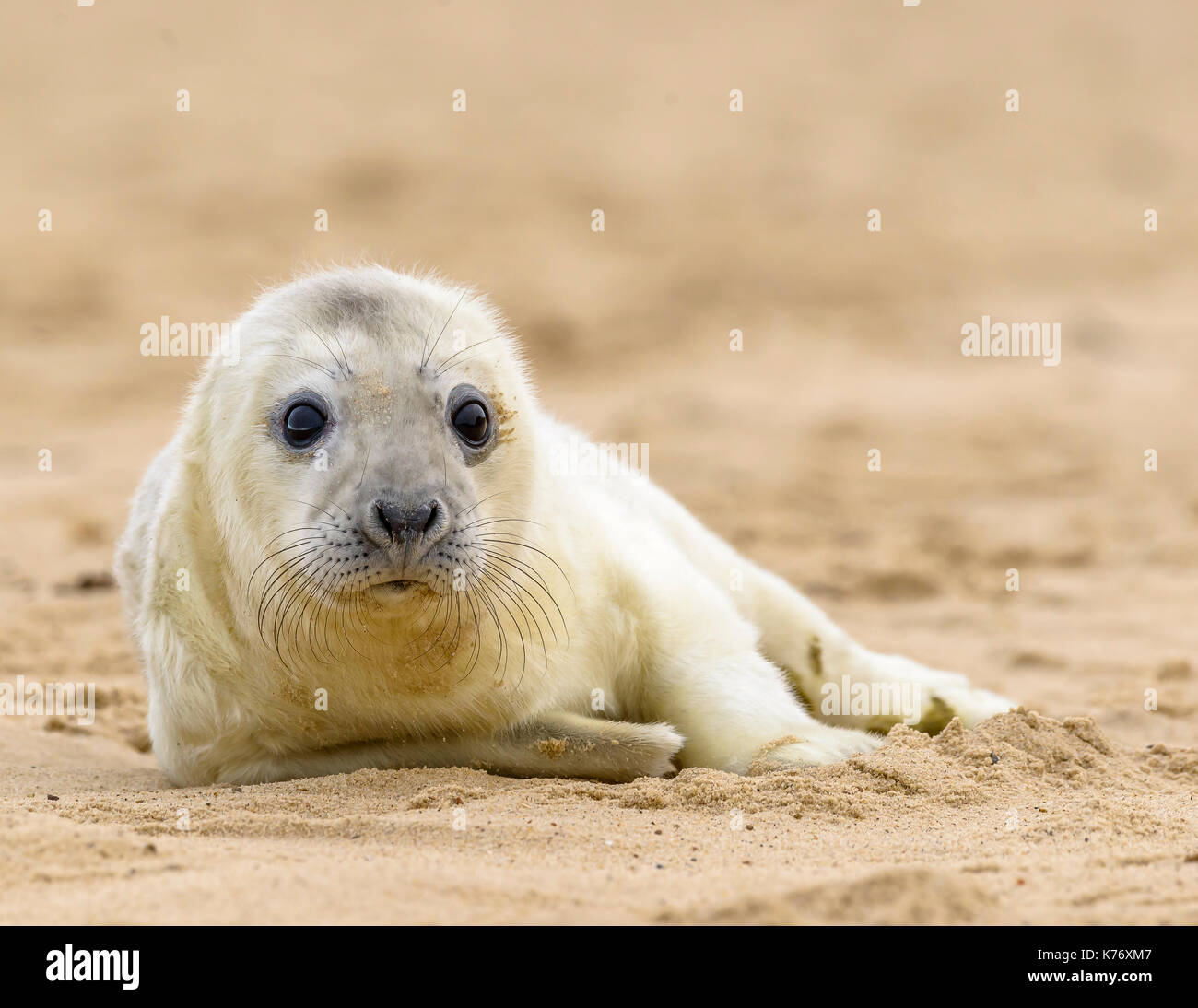 Cute seal pup hi-res stock photography and images - Alamy
