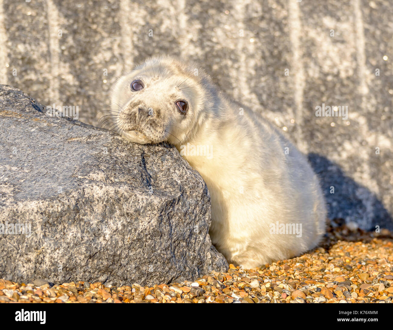Winterton beach seal pup hi-res stock photography and images - Alamy