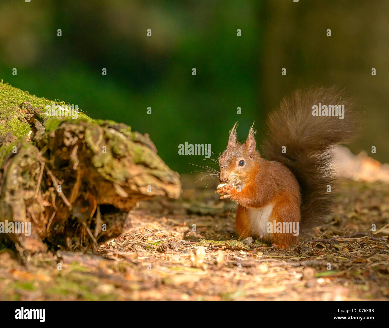 Squirrel posing hi-res stock photography and images - Alamy