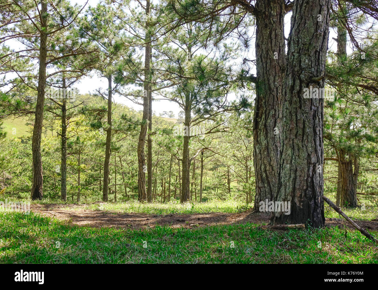Landscape with pine forests with huge trees in Dalat, Vietnam Stock ...