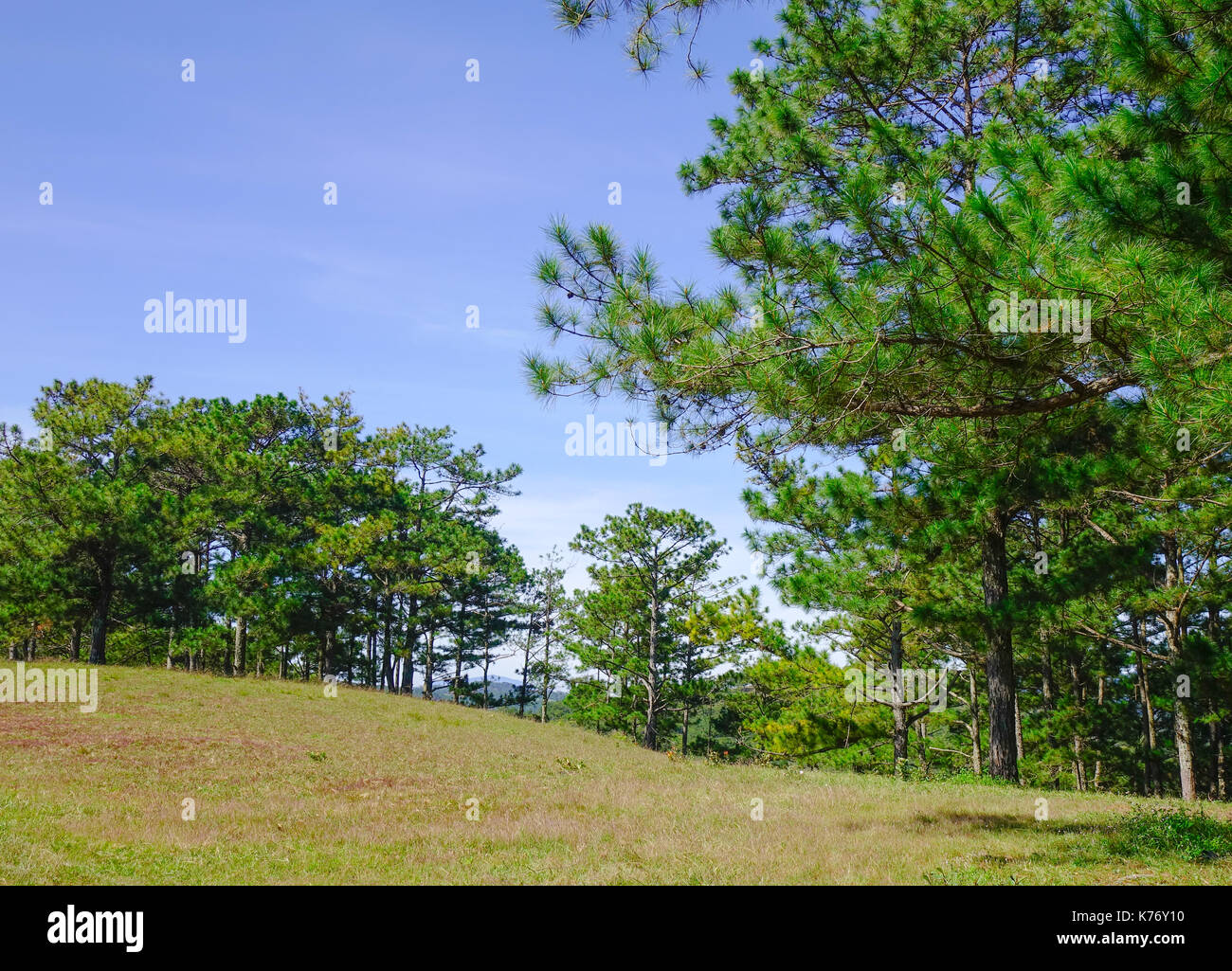 Landscape with pine forests with grass hill in Dalat, Vietnam. Dalat ...