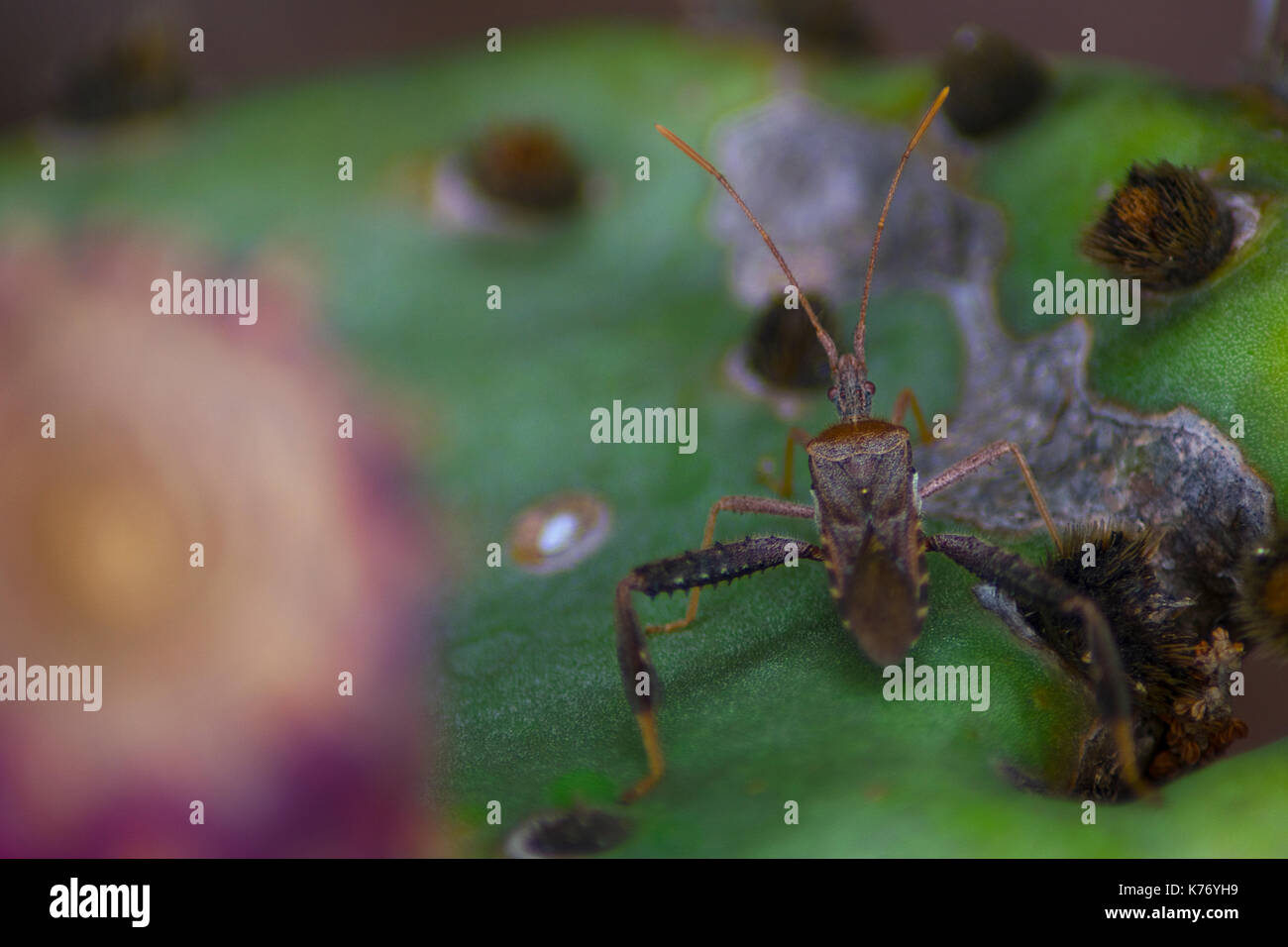 Acanthocephala spp hi-res stock photography and images - Alamy