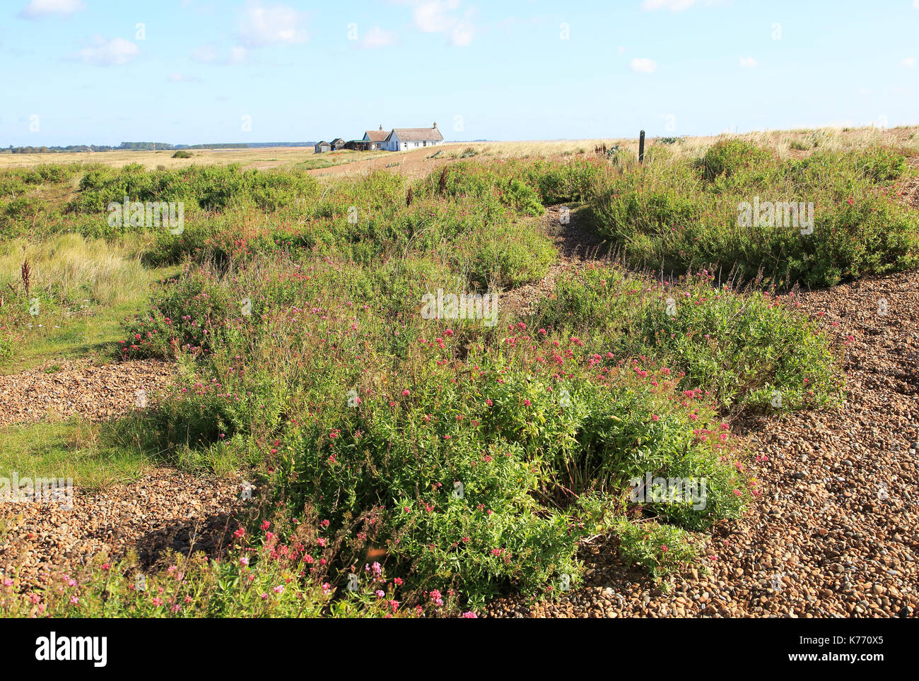Valerian plant vegetated shingle beach, Shingle Street, Suffolk ...
