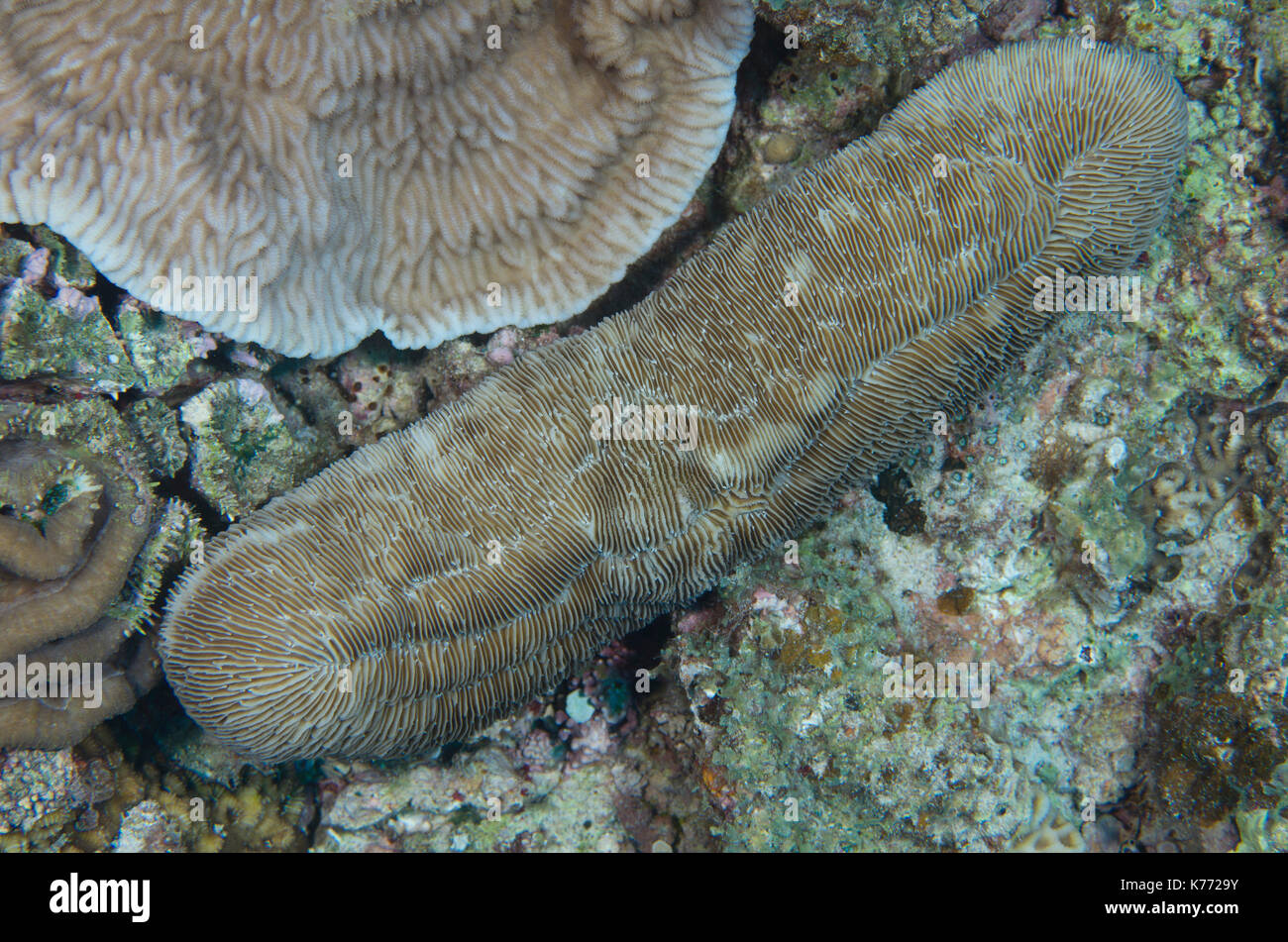 Mushroom coral Ctenactis echinata Stock Photo - Alamy