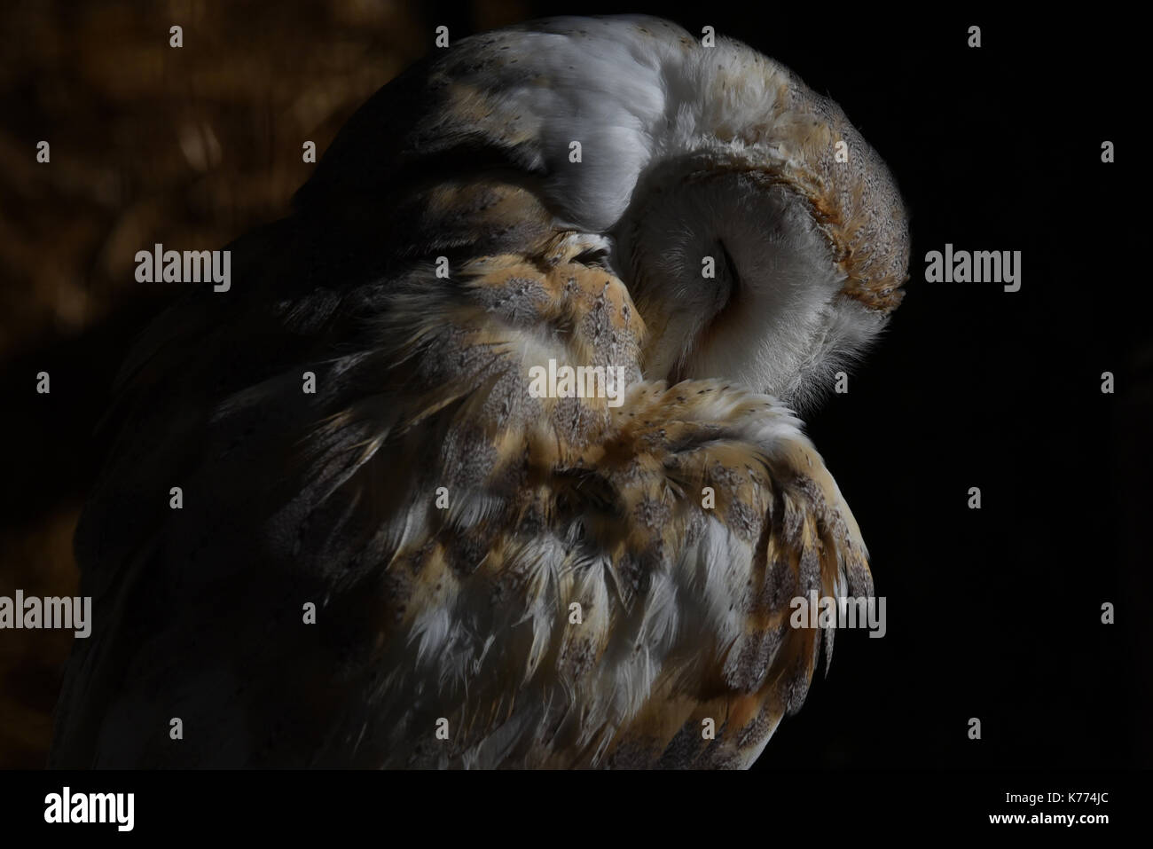 Madrid, Spain. 14th Sep, 2017. A Barn owl pictured in its enclosure at ...