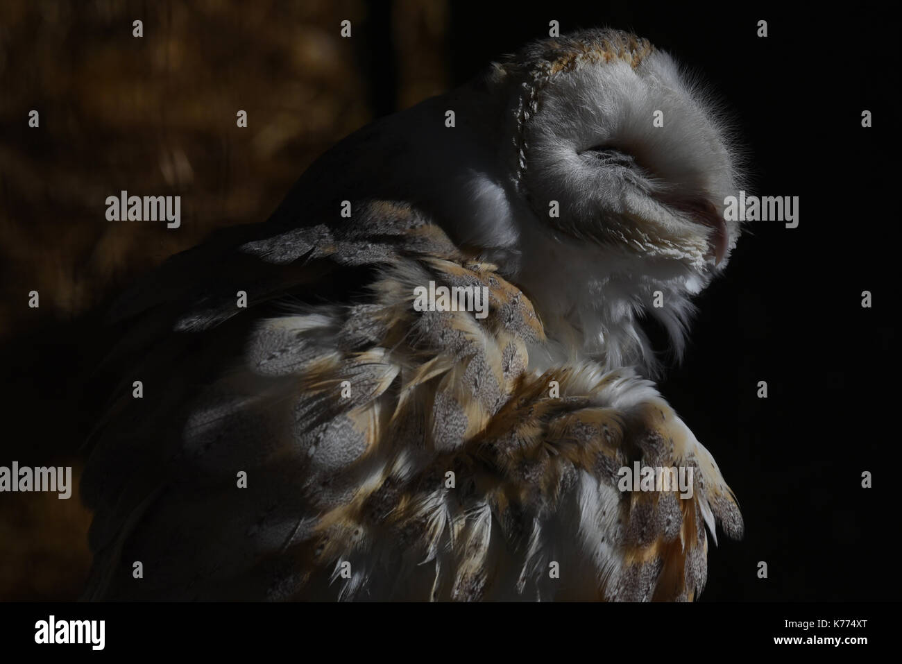 Madrid, Spain. 14th Sep, 2017. A Barn owl pictured in its enclosure at ...