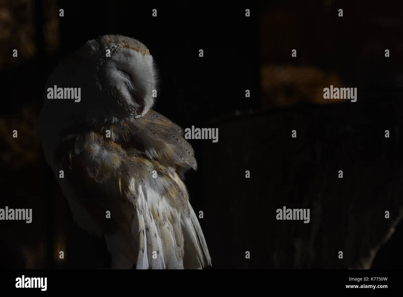 Madrid, Spain. 14th Sep, 2017. A Barn owl pictured in its enclosure at ...