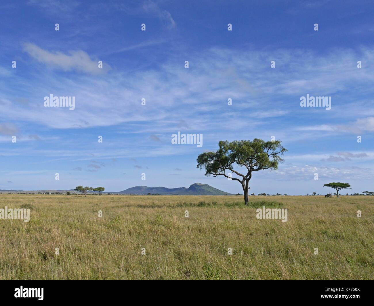 The vast open plains of the Serengeti National Park, Tanzania Stock ...