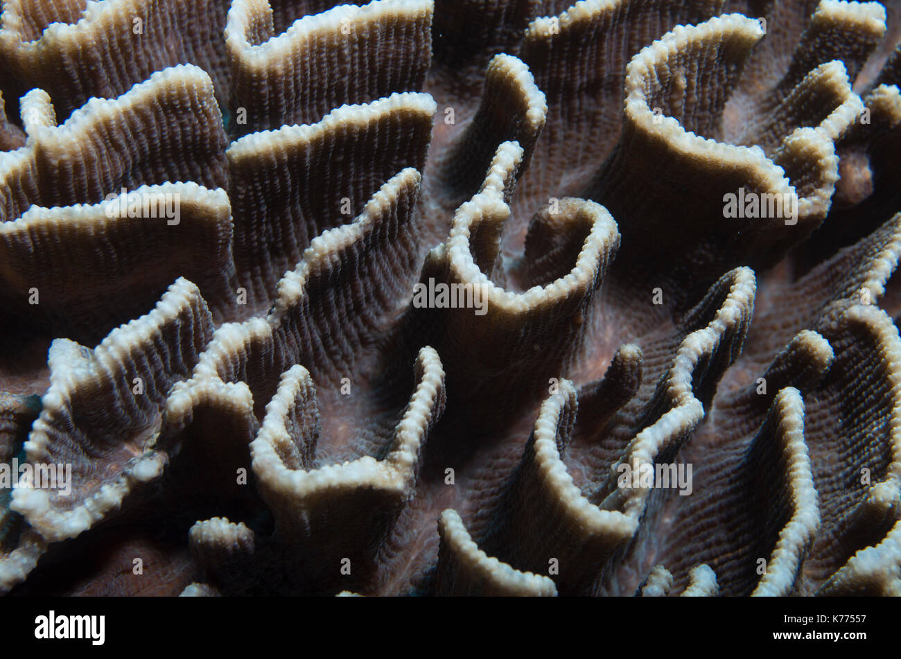 Pectinia lactuca hi-res stock photography and images - Alamy