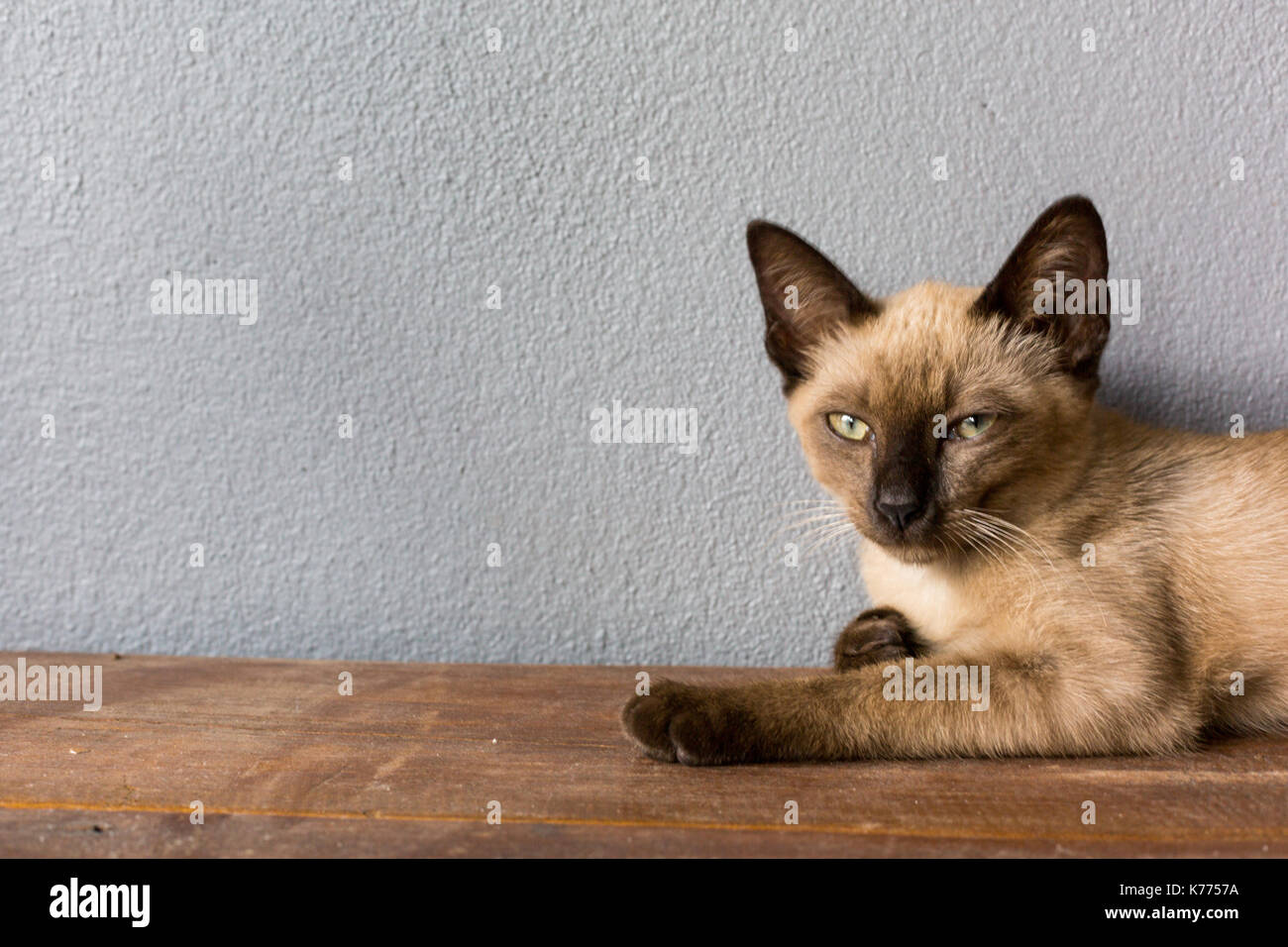 Siamese cat lying on floor hi-res stock photography and images - Alamy