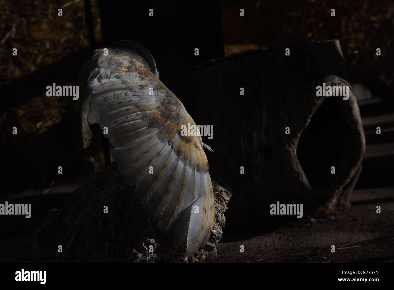Madrid, Spain. 14th Sep, 2017. A Barn owl pictured in its enclosure at ...