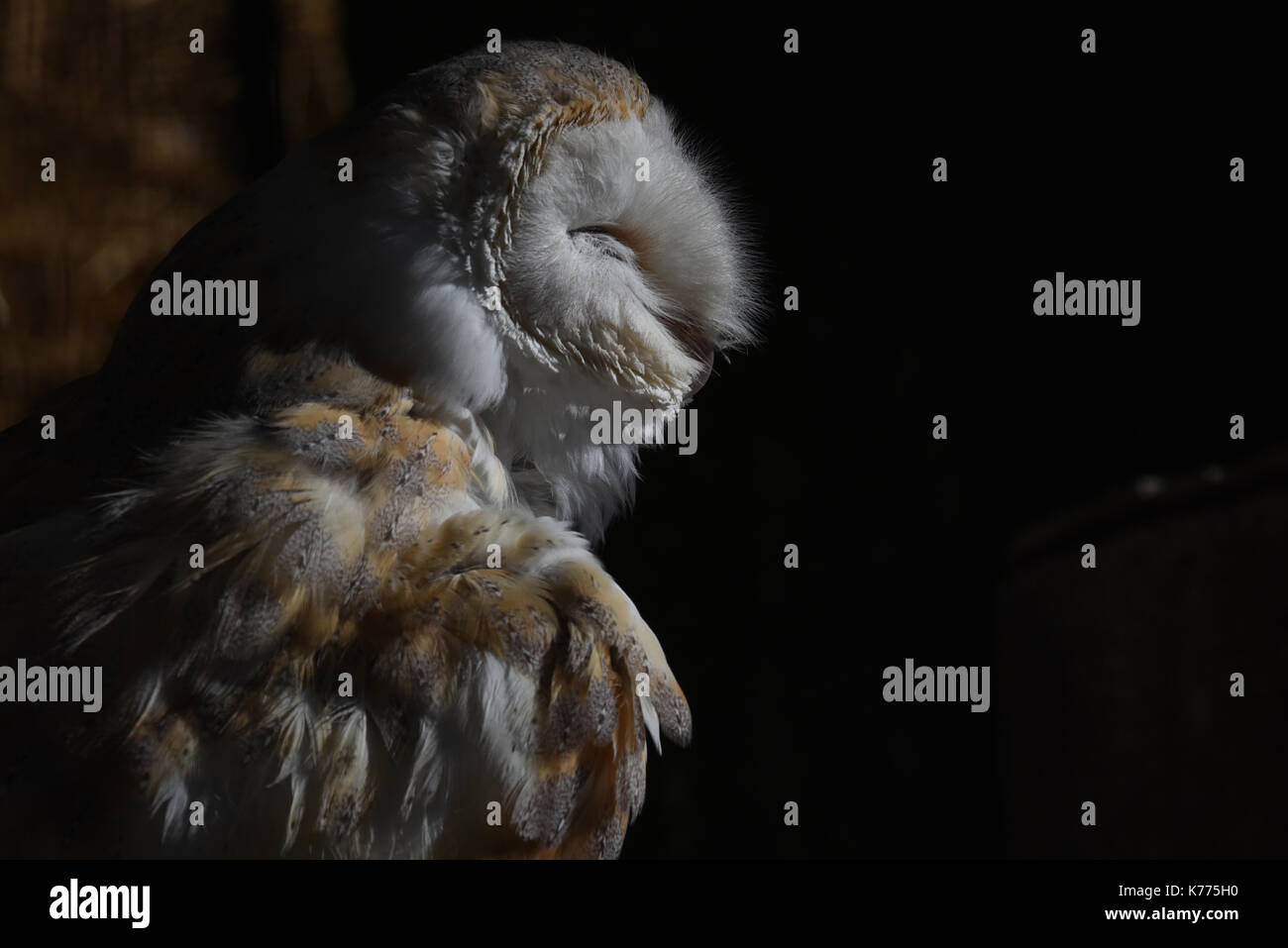 Madrid, Spain. 14th Sep, 2017. A Barn owl pictured in its enclosure at ...