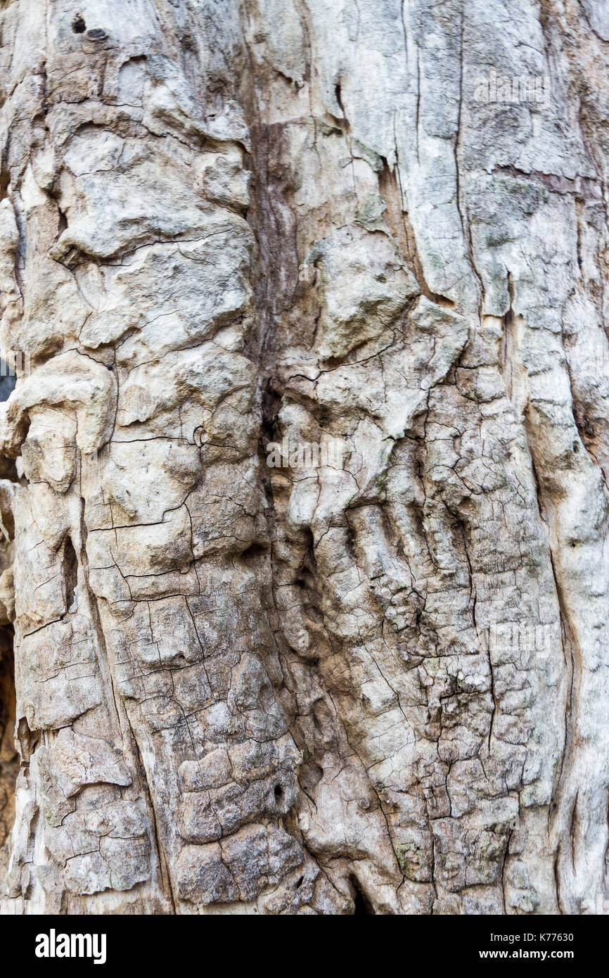 Olive tree stump hi-res stock photography and images - Alamy