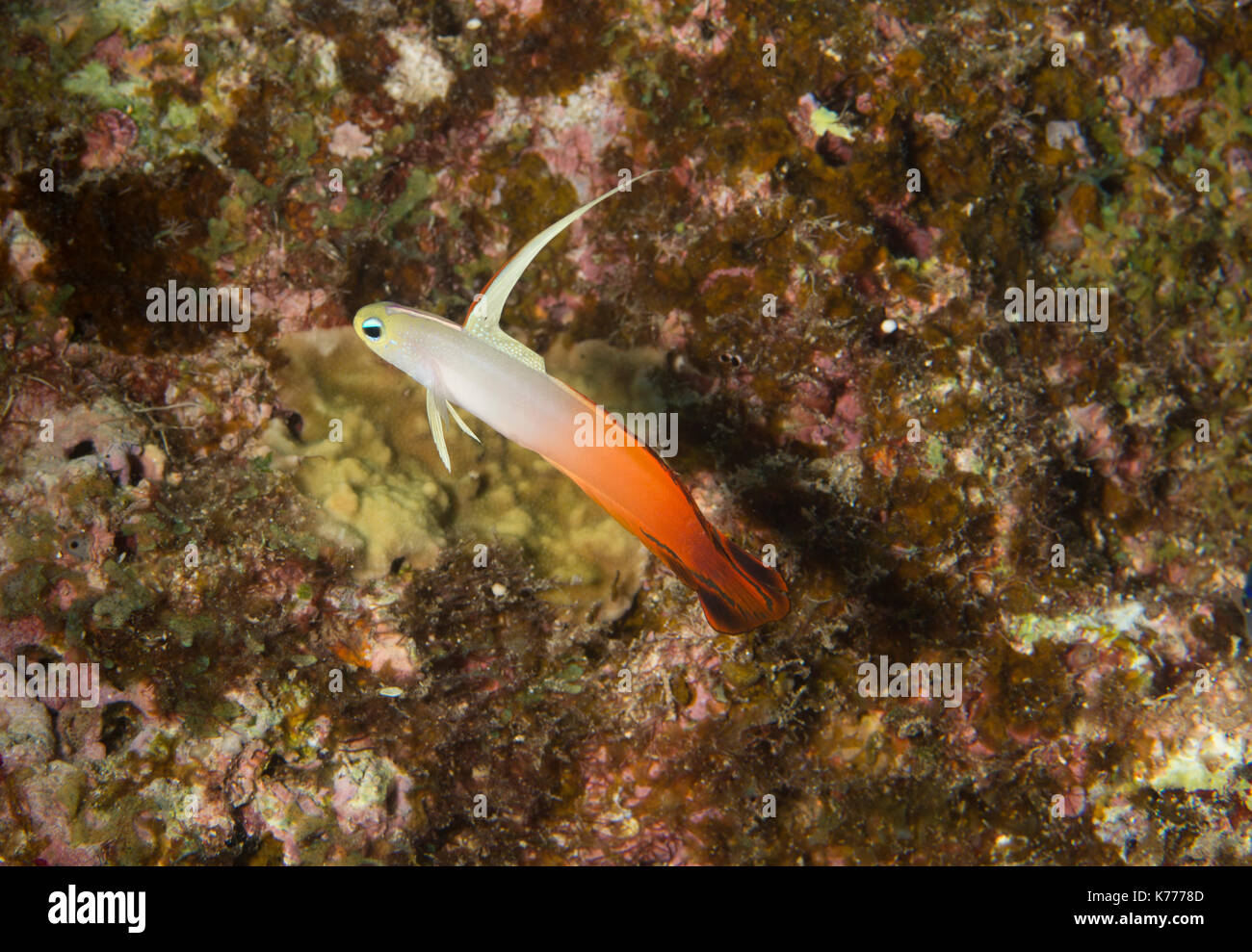Fire Goby Nemateleotris magnifica, Okinawa, Japan Stock Photo - Alamy